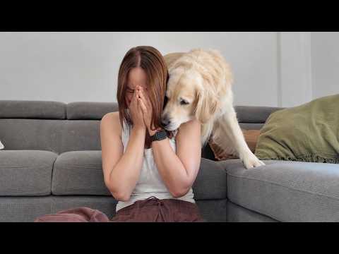 What Happens When I Cry in Front of My Golden Retriever? - Watch to Find Out!