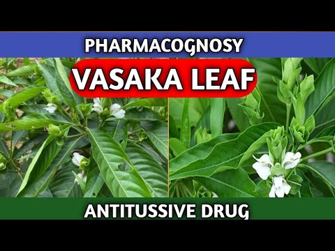 Vasaka Leaf Pharmacognosy || Vasaka Leaf || Antitussive Crude Drug ...