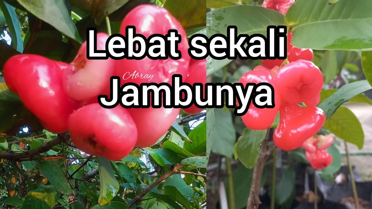 JAMBU AIR KANCING MERAH. - YouTube