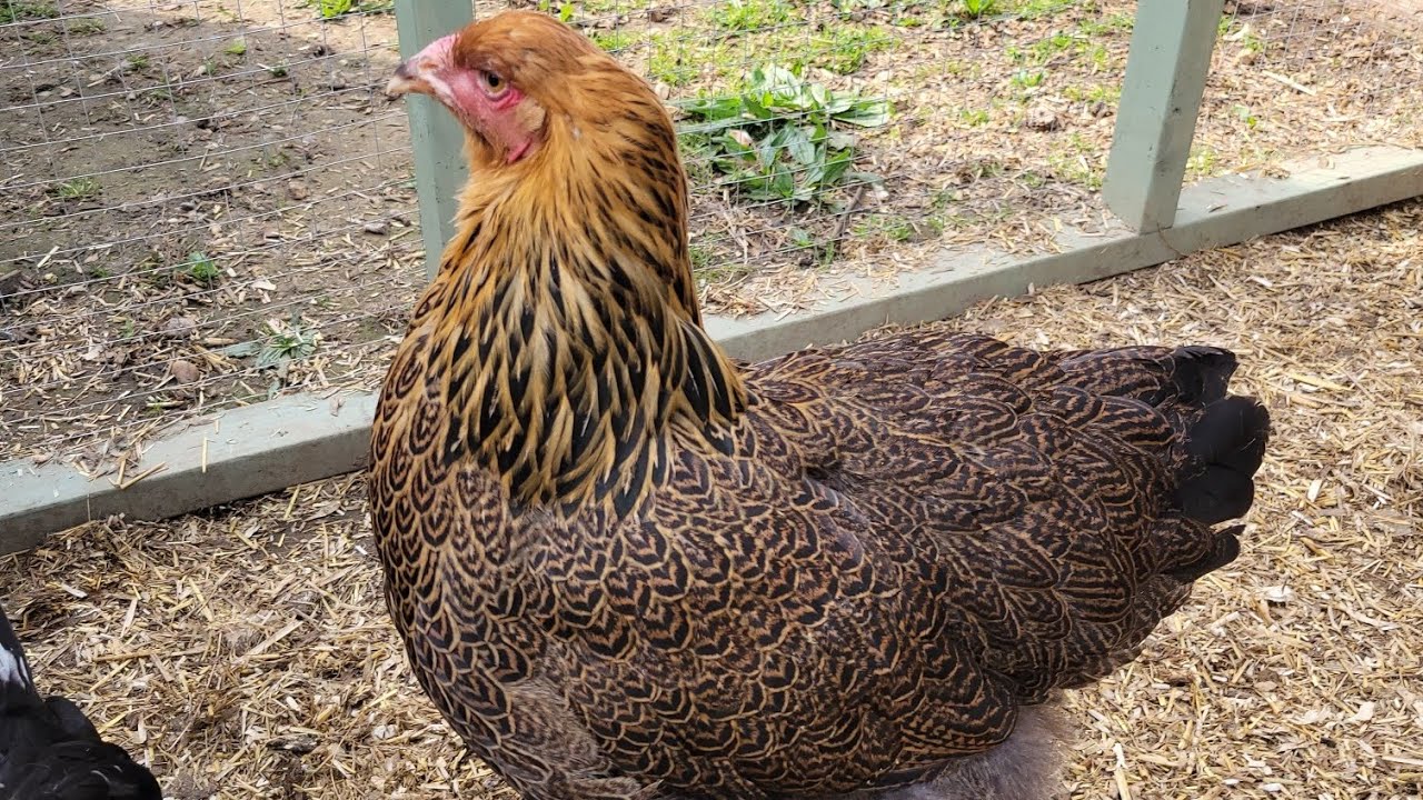 Monster chicken lays monster egg! - YouTube