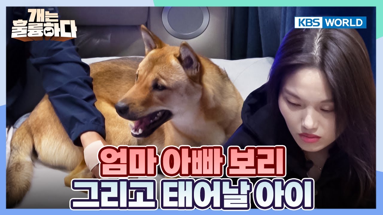 Can't We All Just Live Together?😢 [Dogs Are Incredible:Ep.11-3] | KBS ...