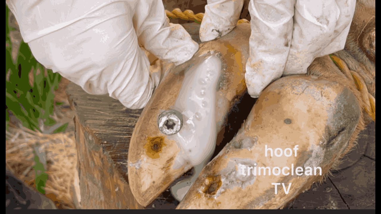 Hoof Horror Unleashed: Removing Nails to Reveal a Shocking Pus Eruption ...