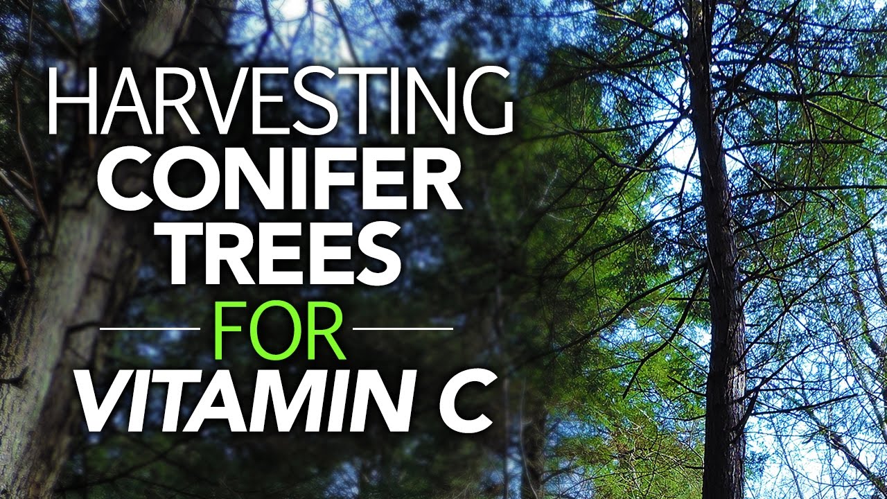 Harvesting Conifer Trees For Vitamin C - YouTube