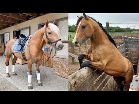 Super Grappige En Schattige Paarden, Pony En Veulen Filmpjes DEEL 6 ...