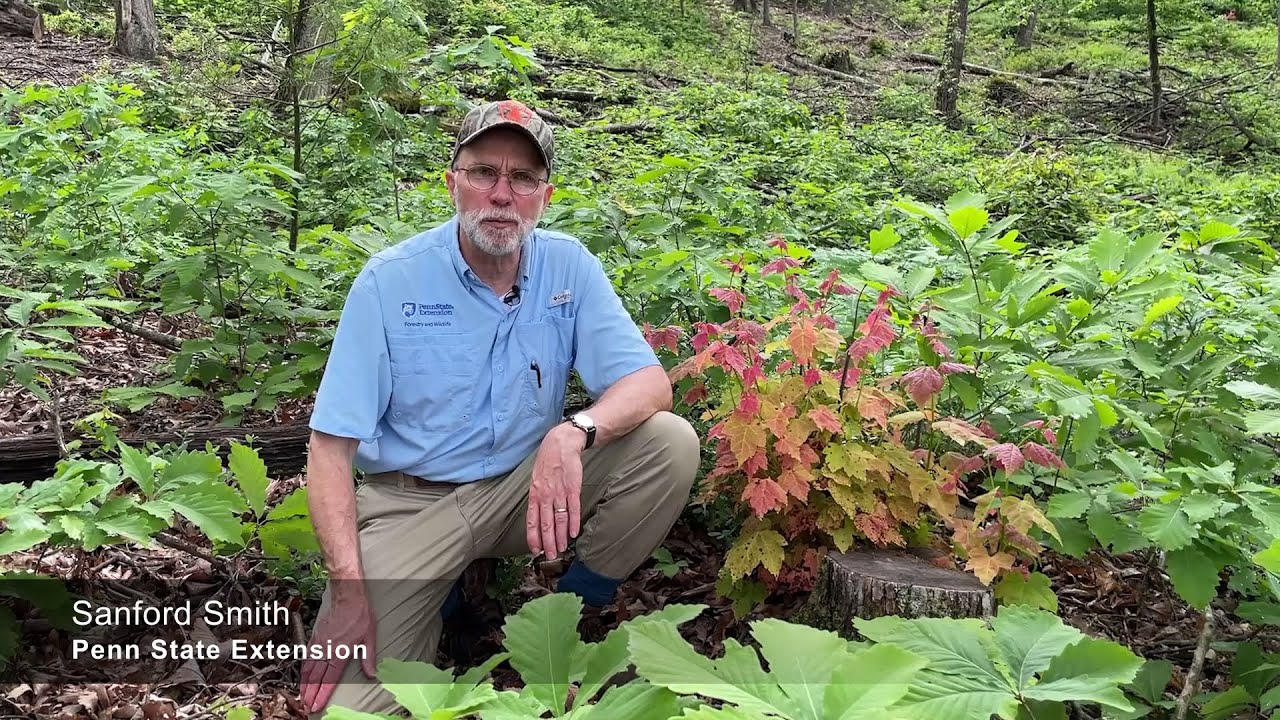 Understanding Forest Regeneration - YouTube
