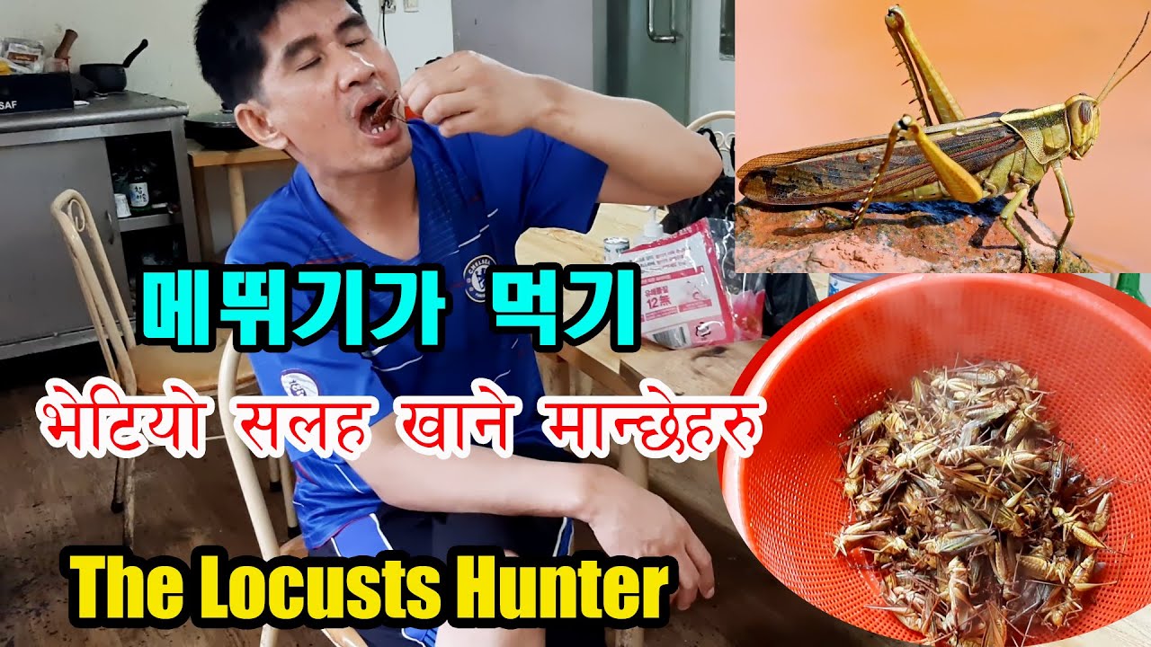 THE LOCUST HUNTER || 메뛰기 먹기 || भेटियाे यसरी सलह उफट्याङ्ग्रालाइ समातेर ...