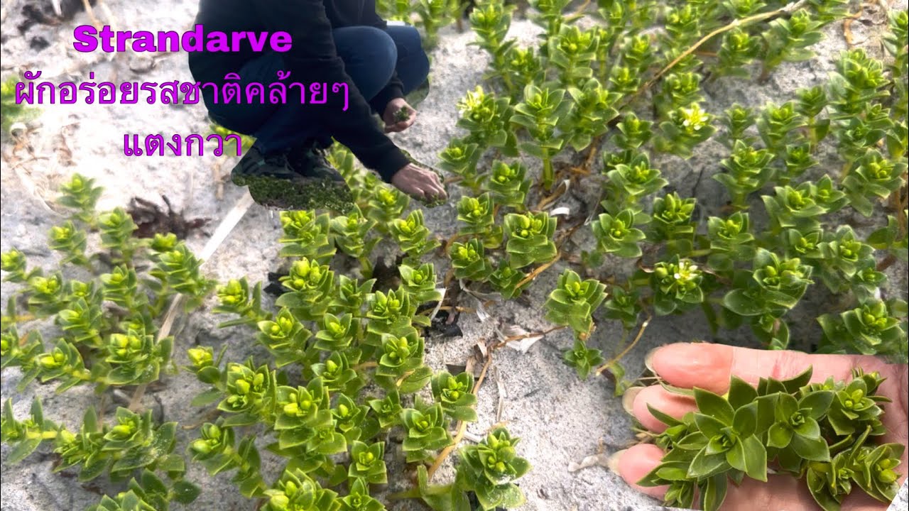 ผักชนิดนี้คุ้นๆนะ มารู้จักกันจ้า Strandarve รสชาติดีนะ - YouTube