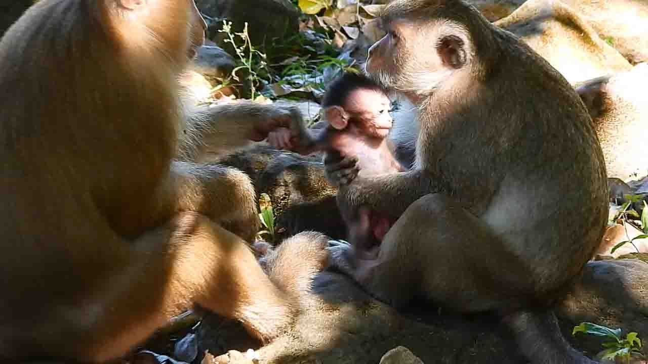 Lovely monkey Rose try hard begging small baby Vincent from monkey ...