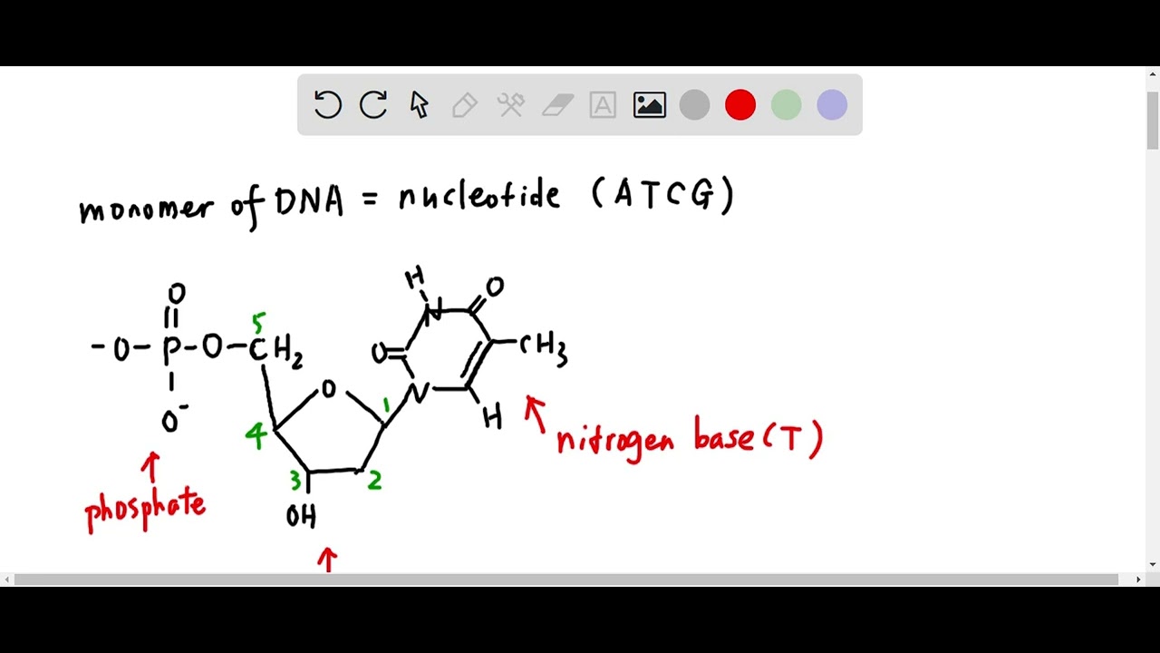 draw a monomer of DNA, label all parts and the carbon numbers on the ...