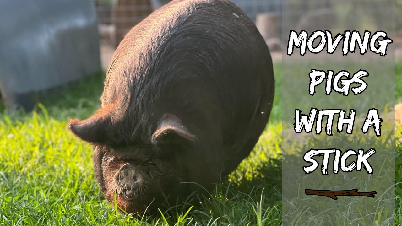 Moving KuneKune Pigs With a Stick - YouTube