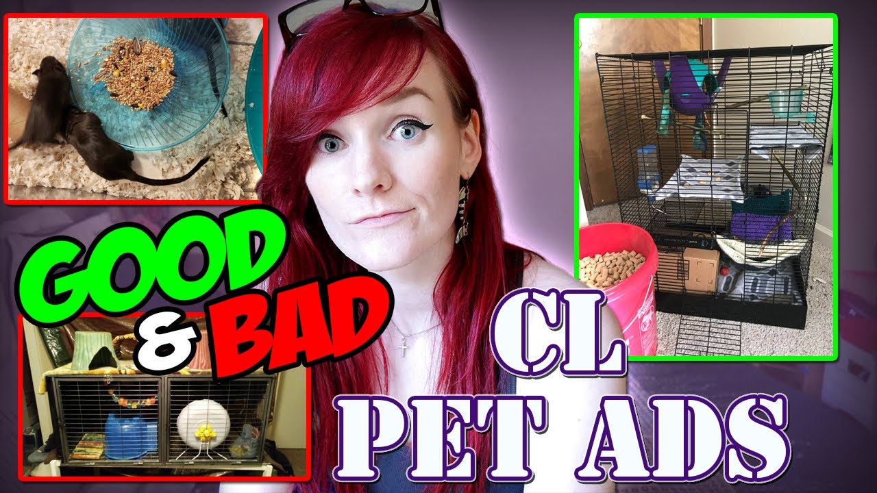 Social Animals Edition! | Craigslist Pet Ads | Munchie's Place - YouTube