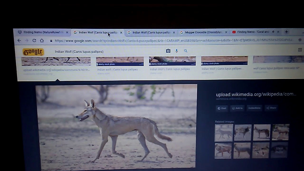 Finding Nemo (NatureRules1) Part 1: New Parents, A Terrible Fate. - YouTube