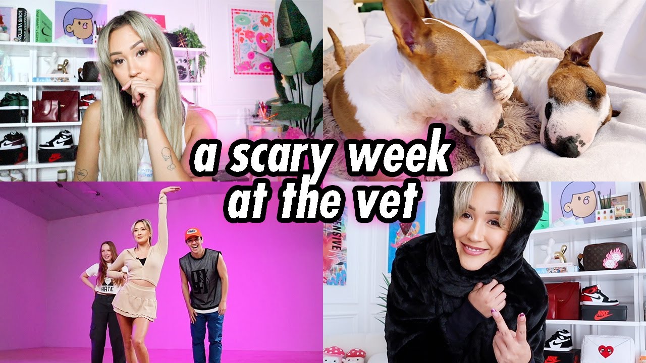 a scary vet week, new pup updates & mini fall haul - YouTube