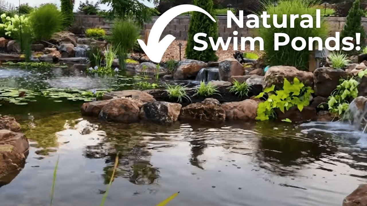 Recreational Swim Ponds | DREAM BACKYARD - YouTube