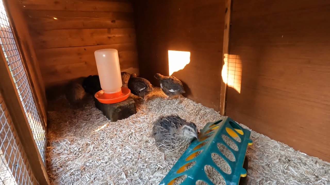 New Quail setup #quail #quailfarming #setup #homestead #smallholding ...
