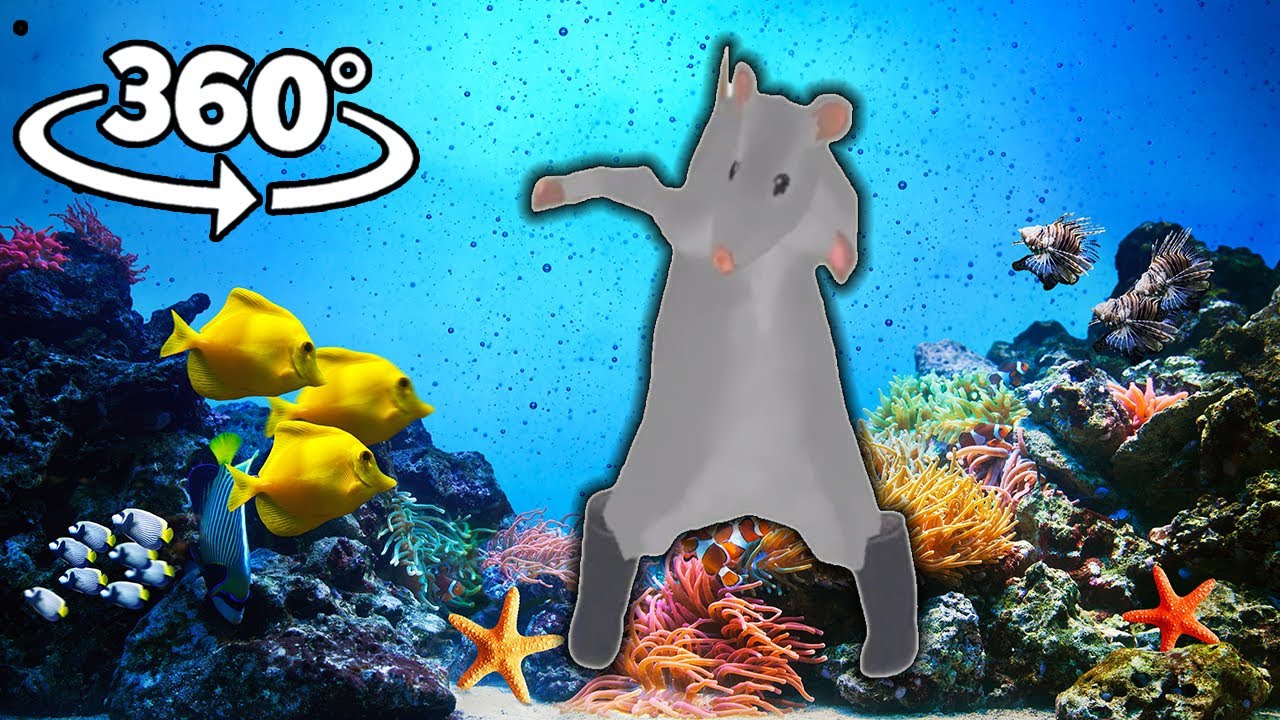 Rat dance - Oceanic in 360° Video | VR / 8K | ( Rat dance meme ) - YouTube