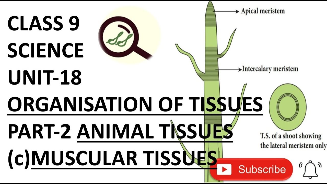 CLASS 9 SCIENCE UNIT-18 ORGANISATION OF TISSUES PART-2 ANIMAL TISSUES ...