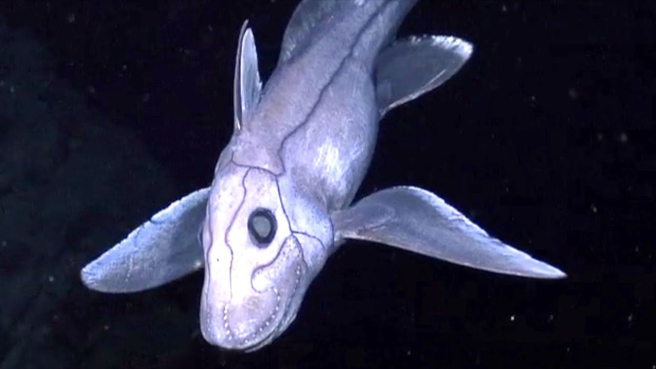 9 Bizarre Deep Ocean ROV Findings From Indonesia🇮🇩 - YouTube