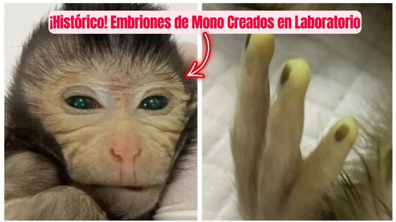 ¡Hazaña Científica! Crean Embriones de Mono en el Laboratorio por ...