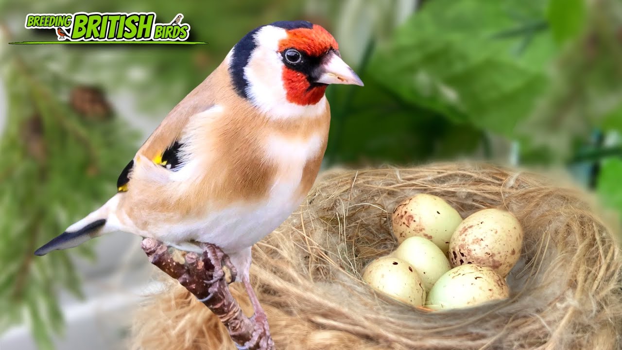 Goldfinches & a Disaster! | Breeding British Birds S3:Ep12 - YouTube