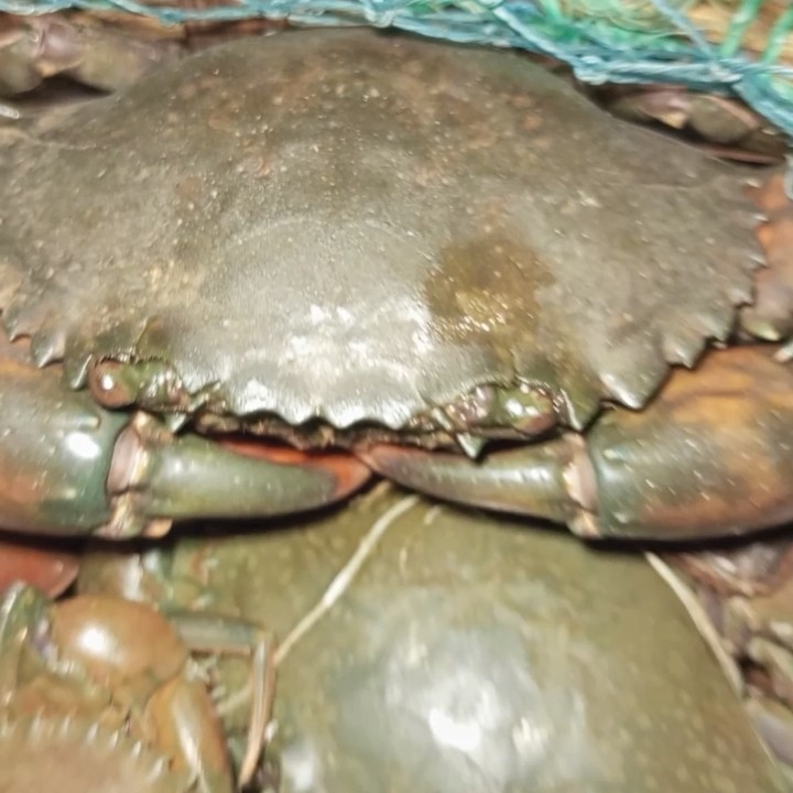 Chimbori finishing 🦀#fIshing#crab#aagrikoIi#villagelife#marathisong ...