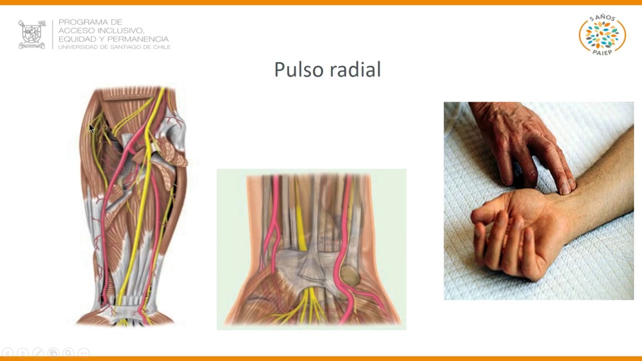 Tipos De Pulsos Arteriais - RETOEDU