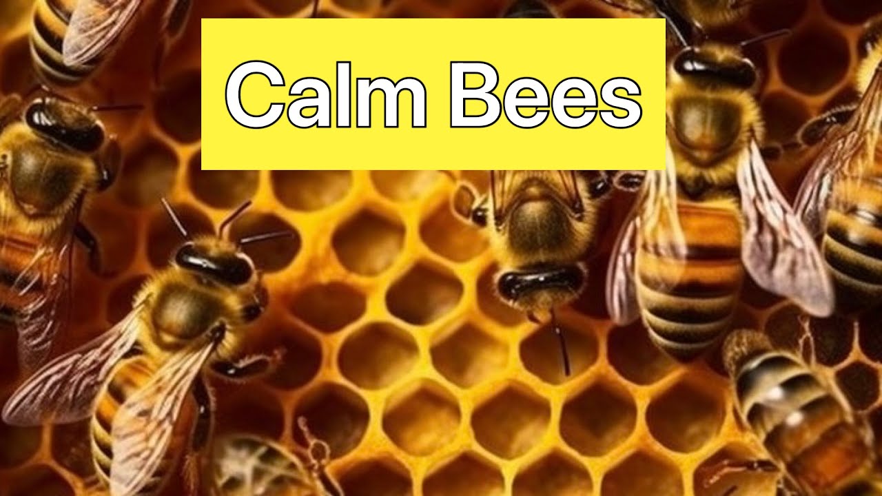 Encourage Calm Bees - YouTube