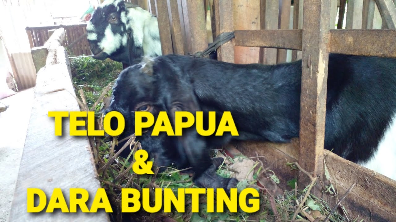Pakan Kambing_ telo Papua & Dara Bunting...... - YouTube
