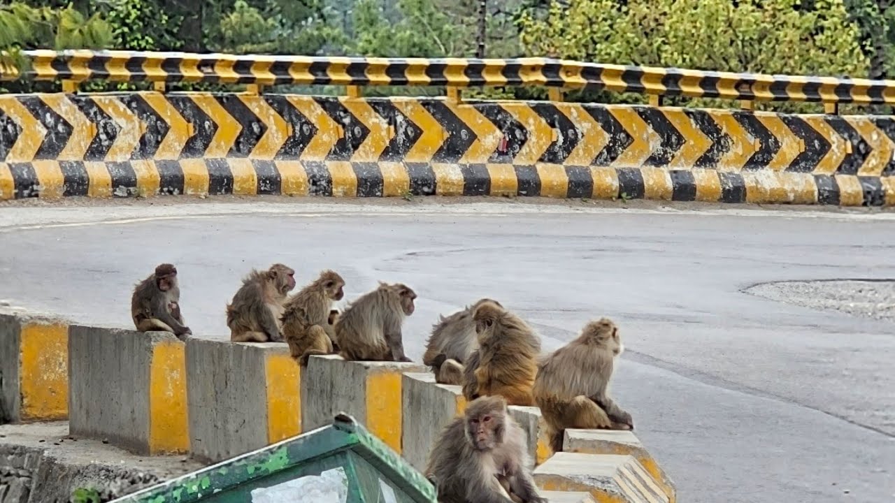 Monkeys of Nathia Gali - North Pakistan - YouTube