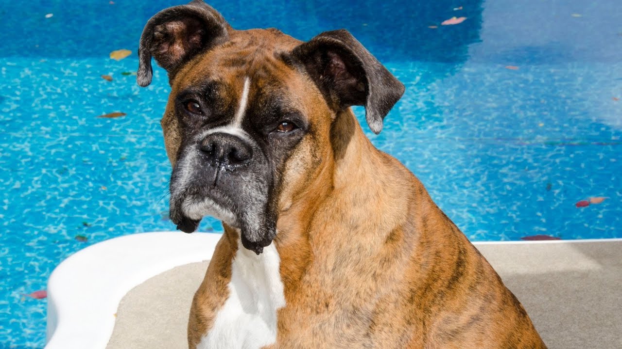 Boxer Dog Water Fun Splashes, Laughter, and Joy! - YouTube