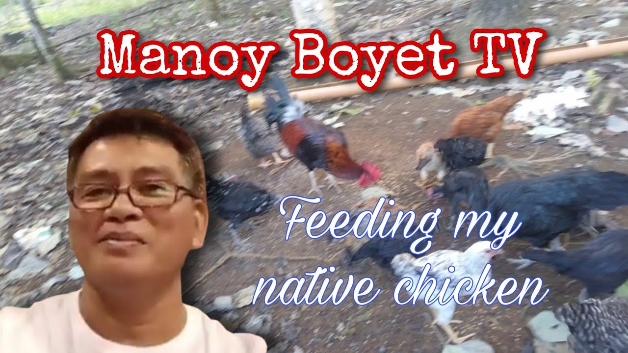 feeding our native chicken #chicken - YouTube