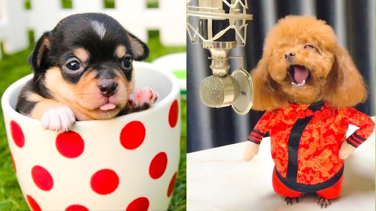 Aww PET 😍 Cute Baby Dog Compilation #1 | Try Not To Aww - YouTube