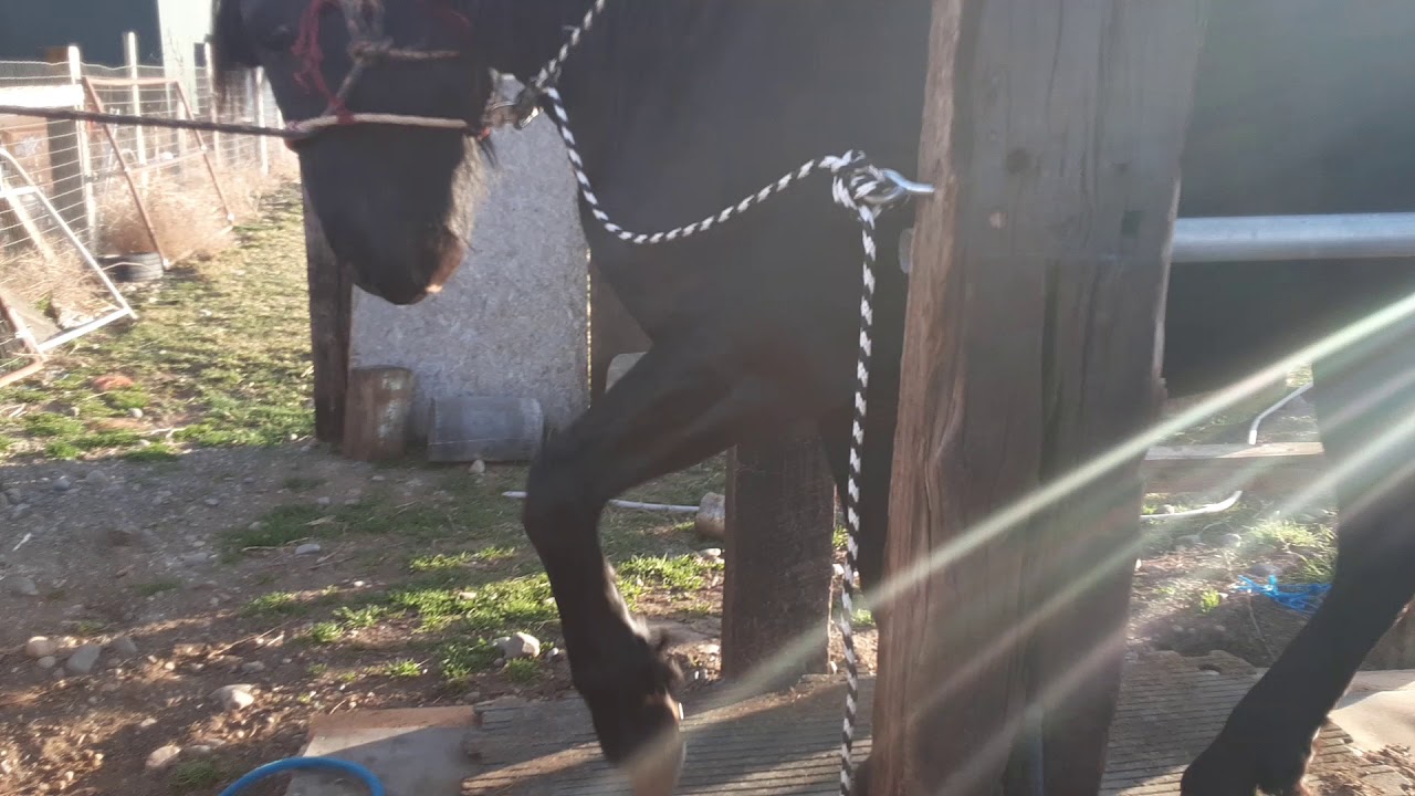 Teaching a horse to dance/ enseñando un caballo a vailar - YouTube