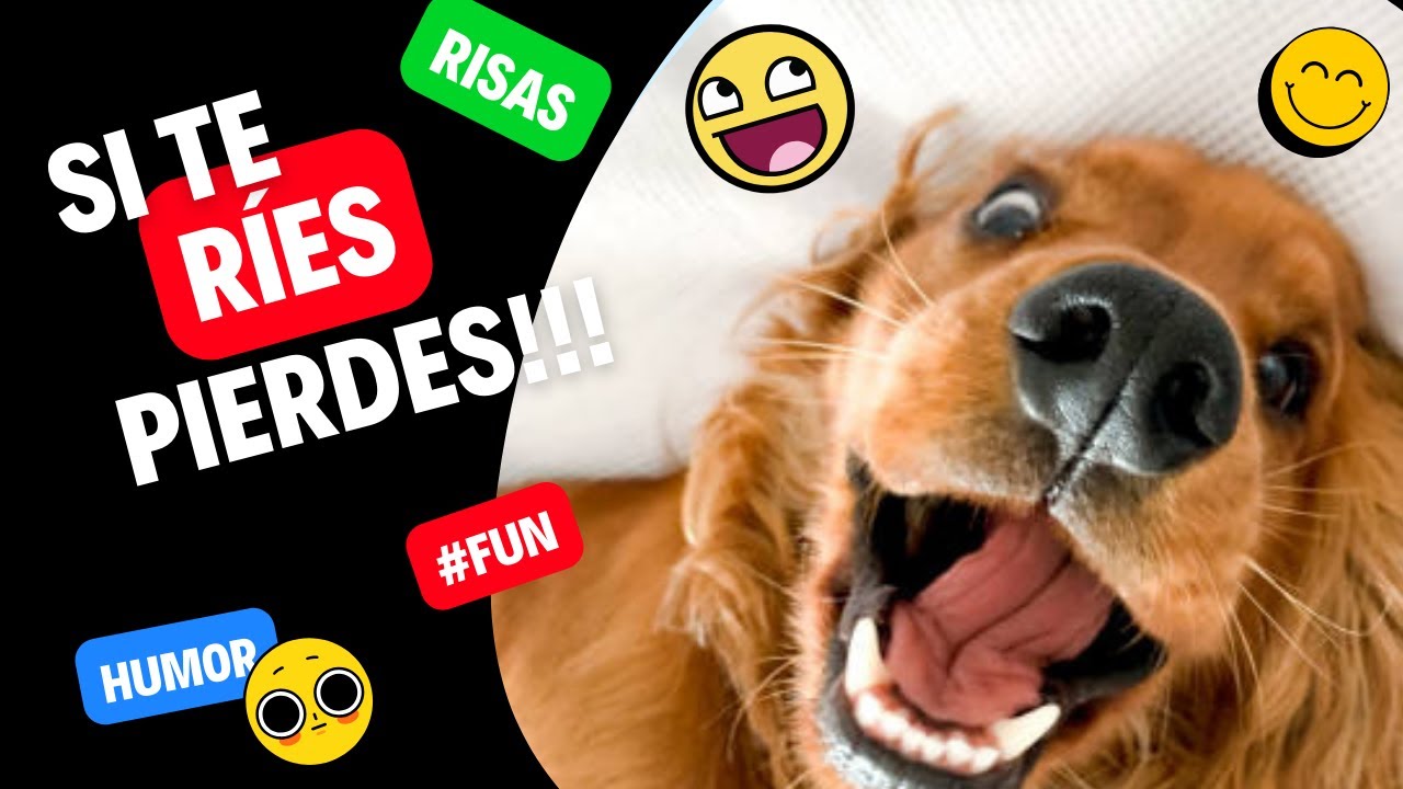 SI TE RÍES PIERDES - Funny videos, animales graciosos, Videos de risa ...