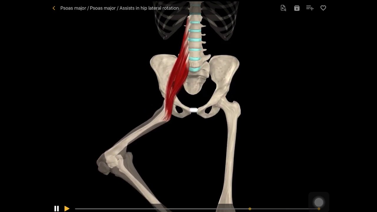 Psoas major -Psoas major-Assists in hip lateral rotation - YouTube