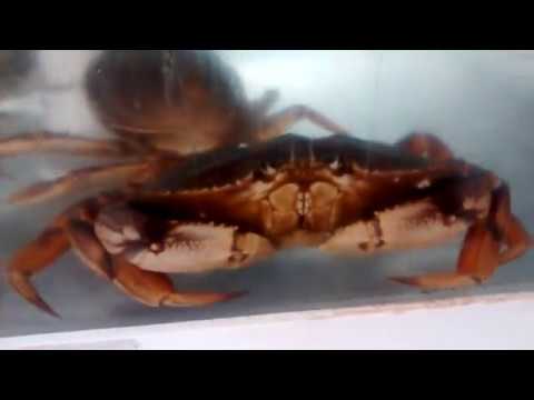 Fish Tanks at Chinese Cultural Center (COFCO Center) in Phoenix, AZ ...