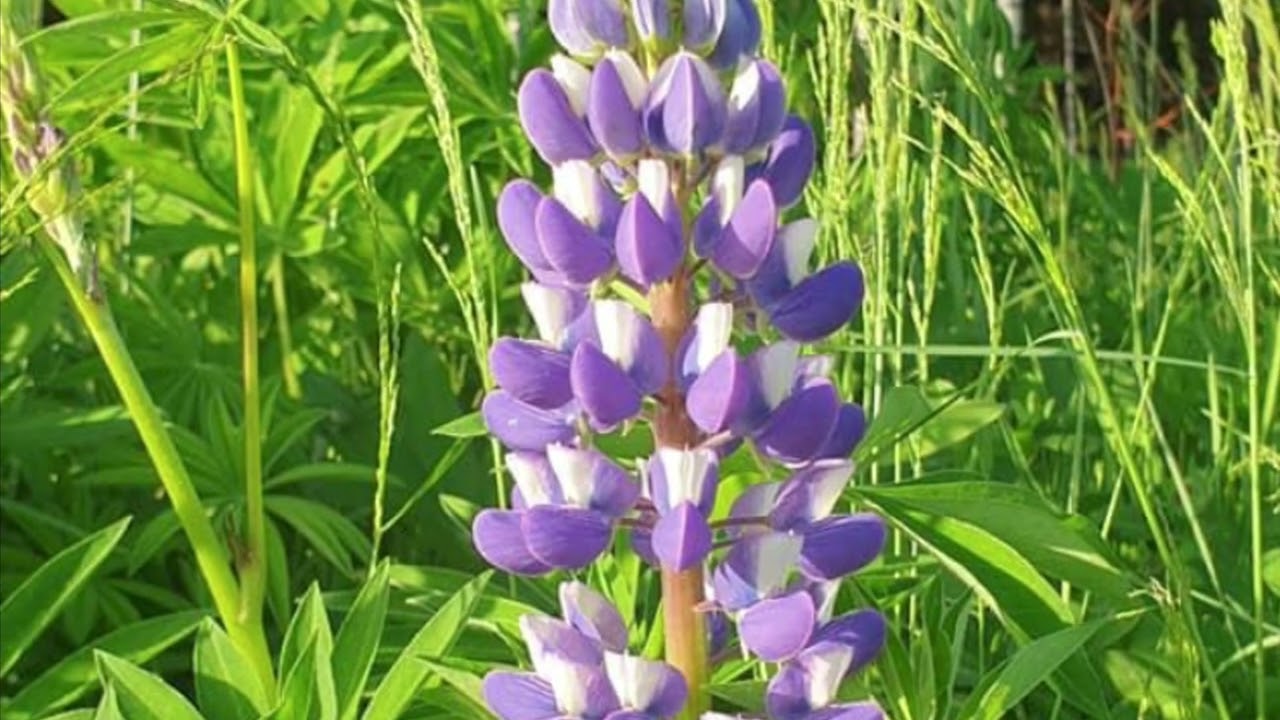 THIS FLOWERS STANDS TALL AND STRAIGHT UP TO THE SKY - YouTube