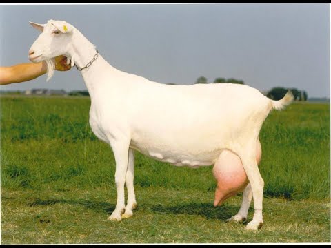 Заанен зотли эчкилар ҳақида