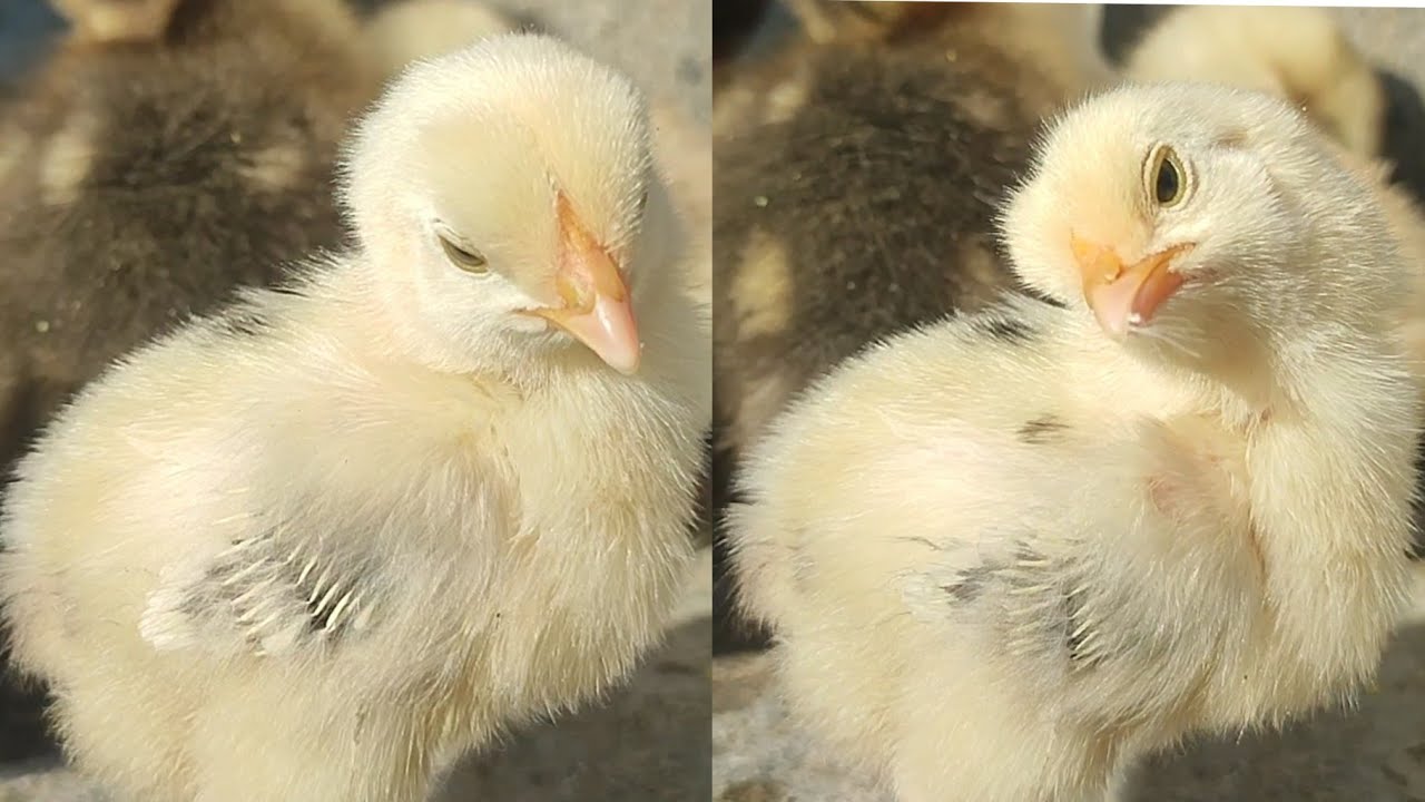 cute Chick's 🐣🐥 #1000subscriber amazing 😳 Chick's baby moments #youtube ...