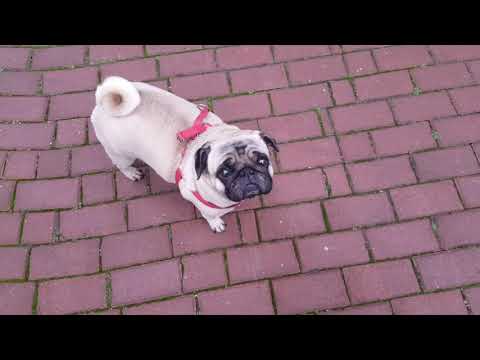 PUG KOPEK: Yağmurlu hava ve gezmek