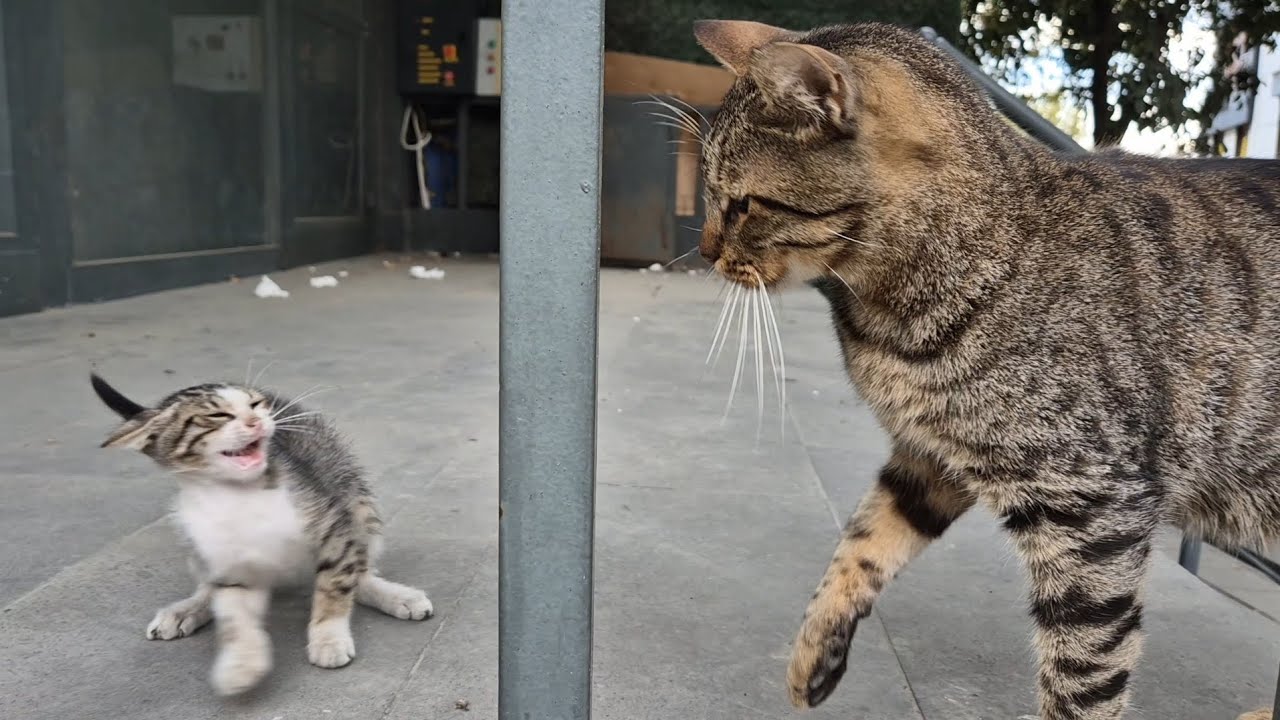 Brutal! Big Cat Attacks Helpless Kitten - YouTube