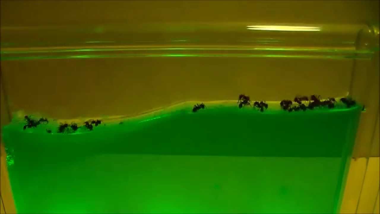 Glow in the dark ant farm time elapsed - YouTube