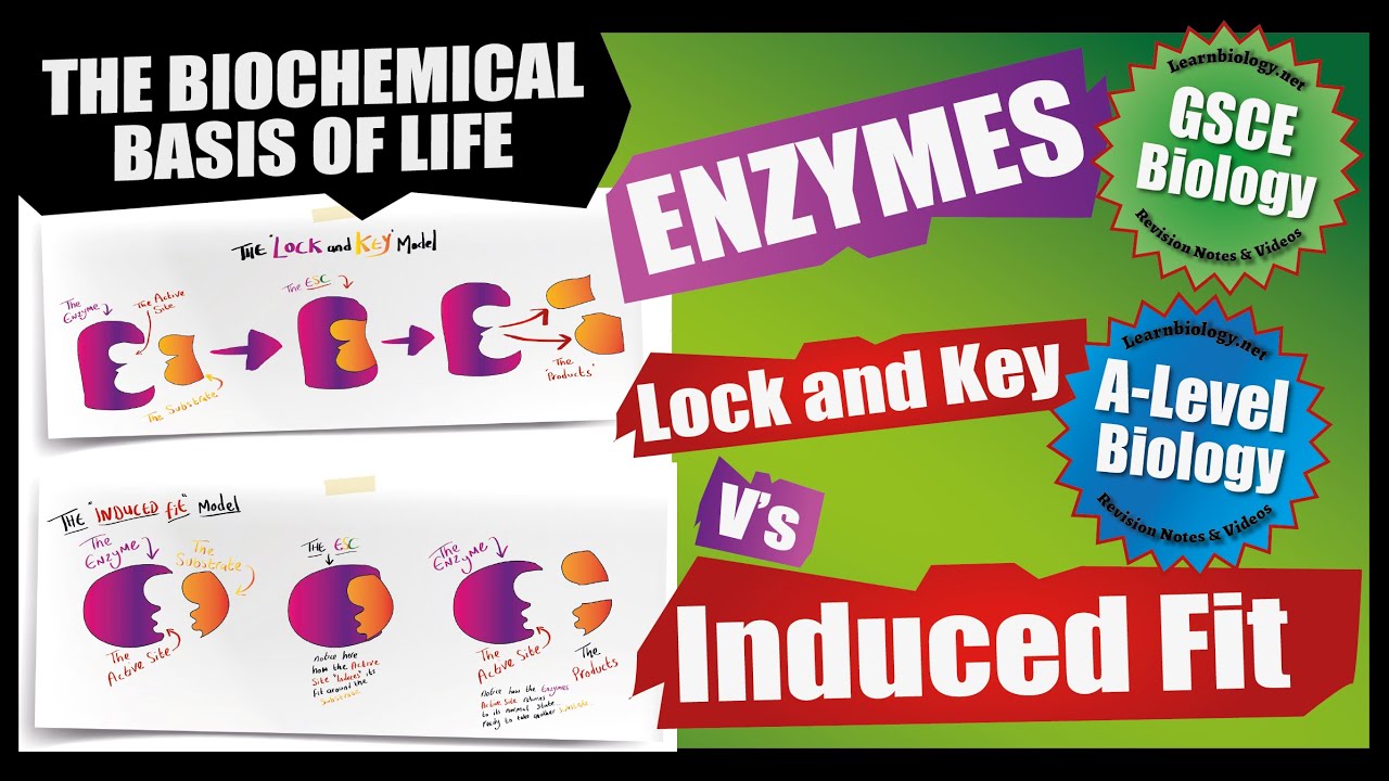 "Models of enzyme action” for GCSE Biology and A Level Biology | Lock ...