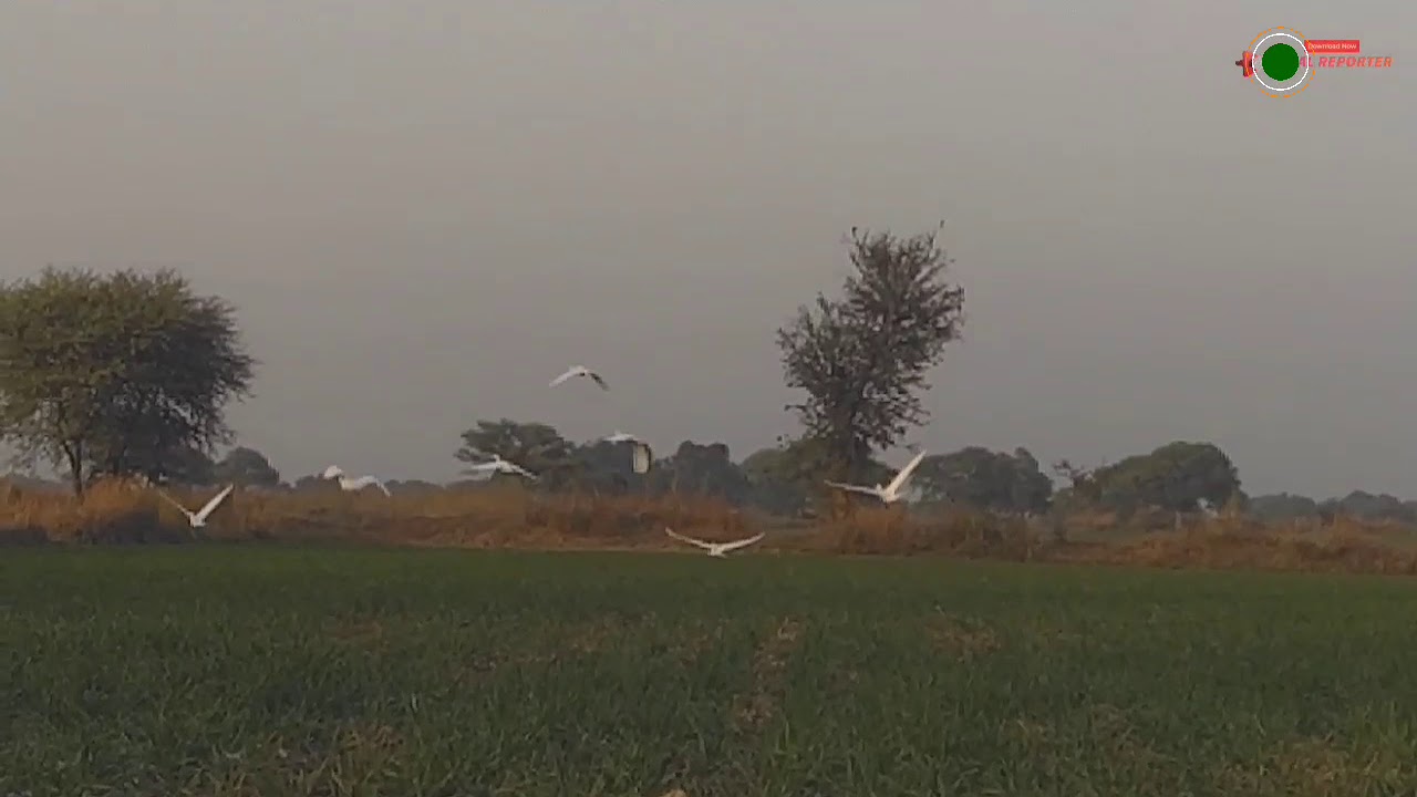 Heron । Egrets । Bitters । Bagula । बगुला पक्षी । Coastal Birds 🐦 । Fly ...