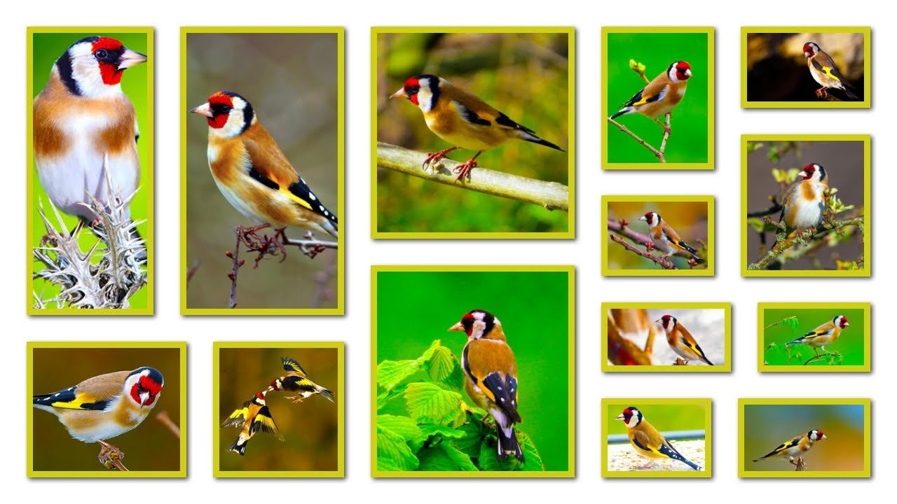 Saka Melezi 2022 4K - YouTube