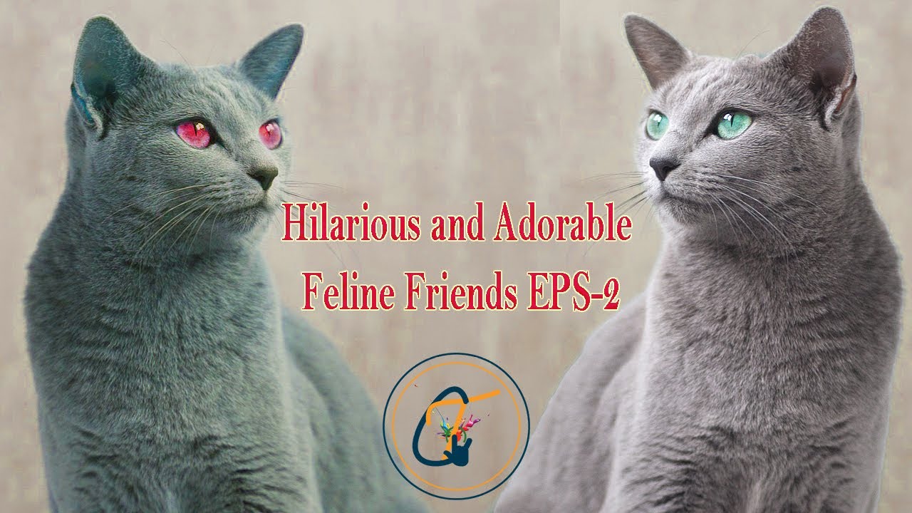 Hilarious and Adorable Feline Friends EPS 2 - YouTube