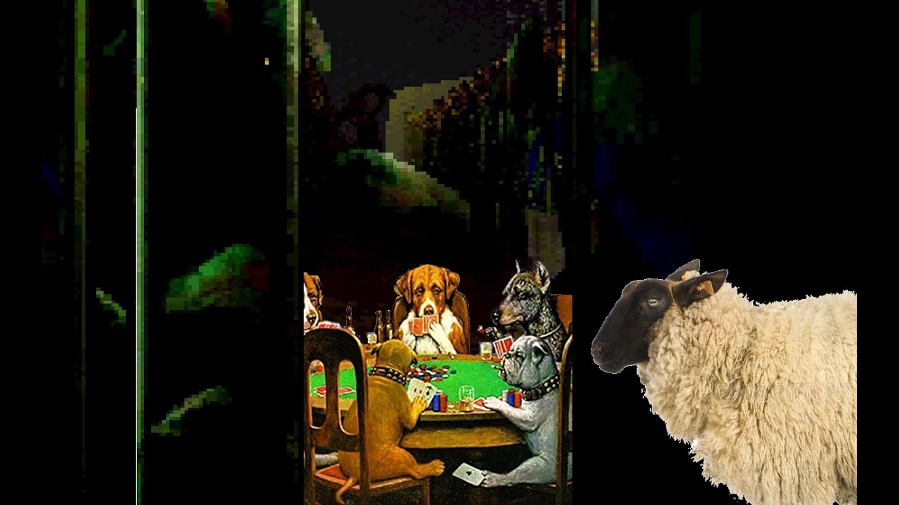 Poker Dogs and Bastard Sheep [Sunshine Shuffle & The Stoevi Curse ...