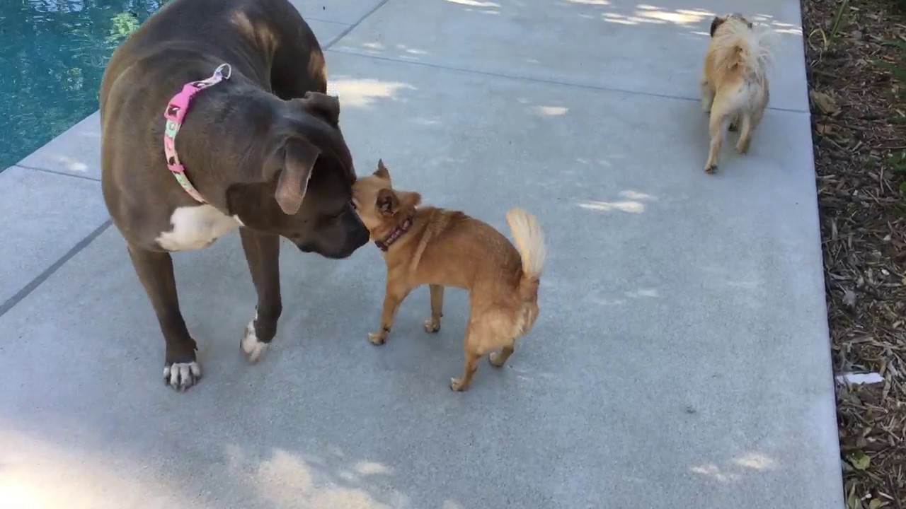 Our New dog: RUBY - YouTube