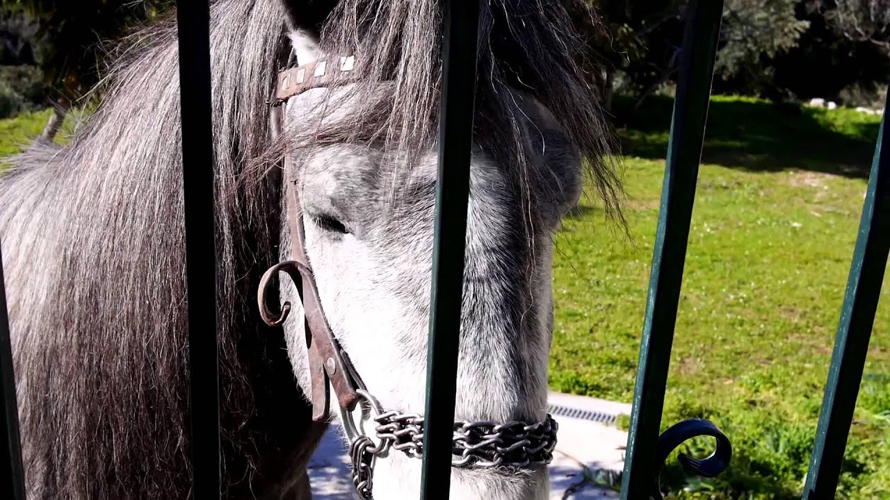 Greek Pindos Pony from Tripoli, Arkadia - YouTube