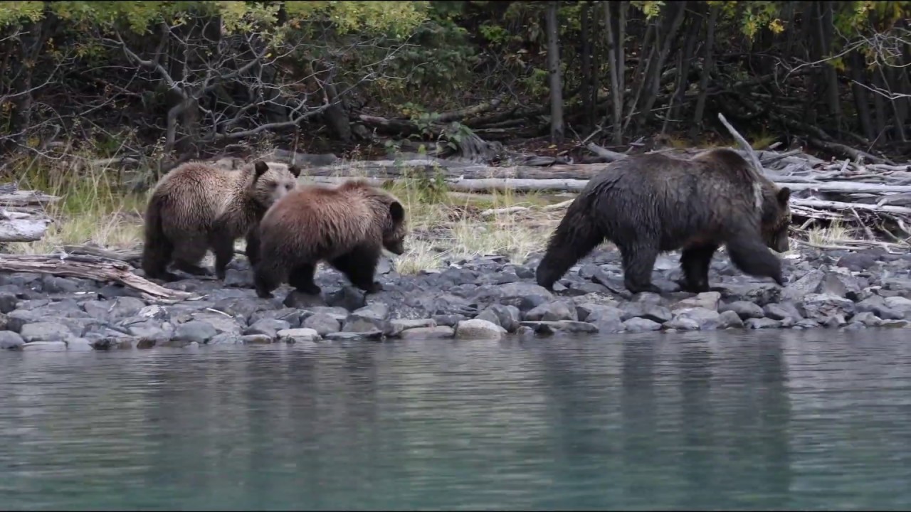 ROAM BEAR CAMP - YouTube